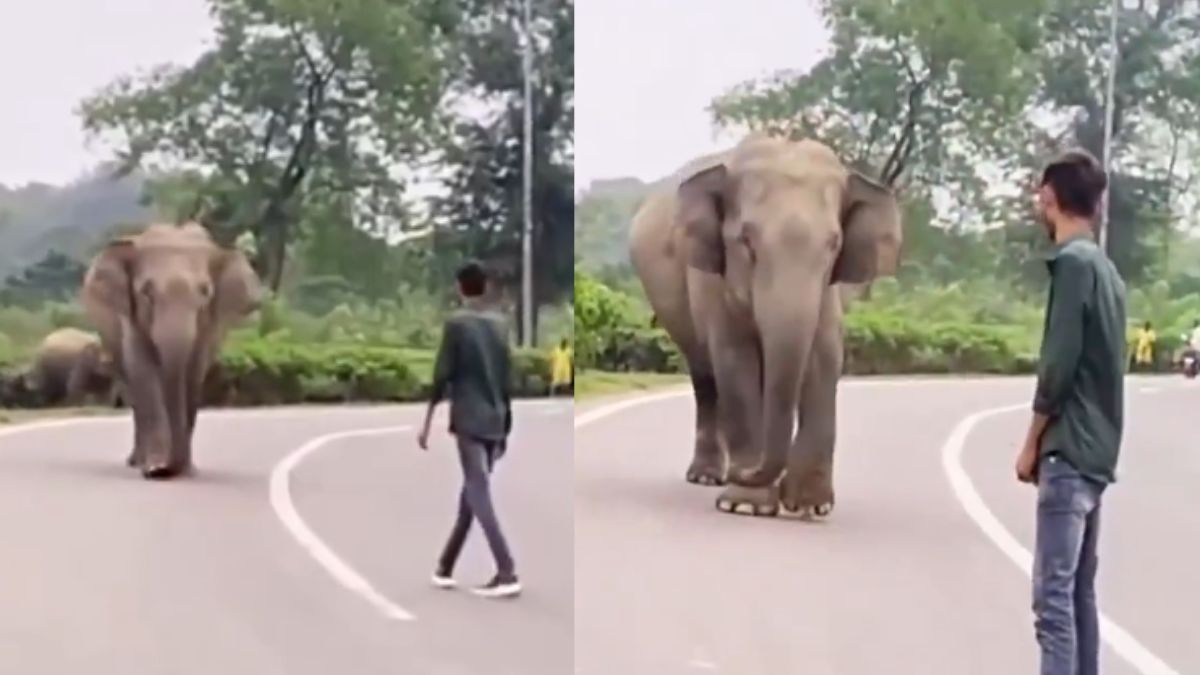 Elephant vs Man: Identify Real Animal In Viral Video