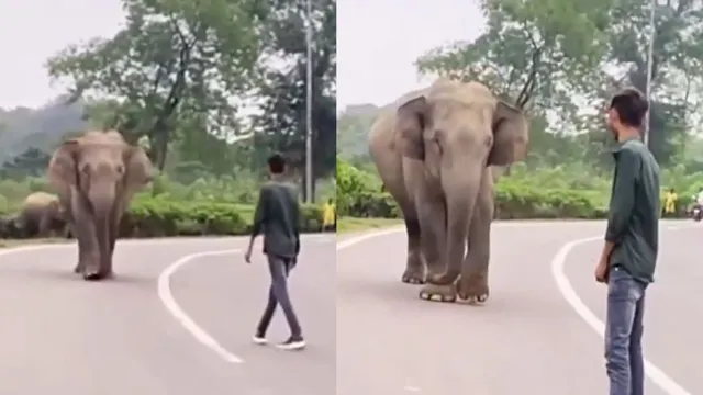 Elephant vs Man: Identify Real Animal In Viral Video