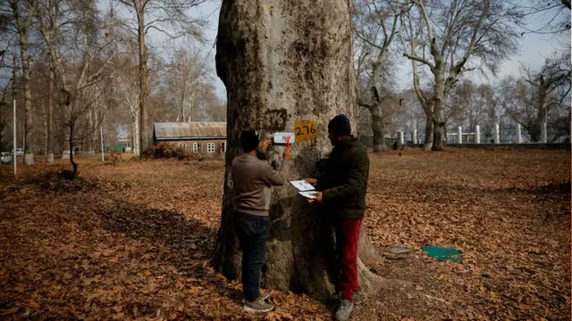 Kashmir's Chinar Trees Geo-Tagged With QR Codes To Aid Conservation ...