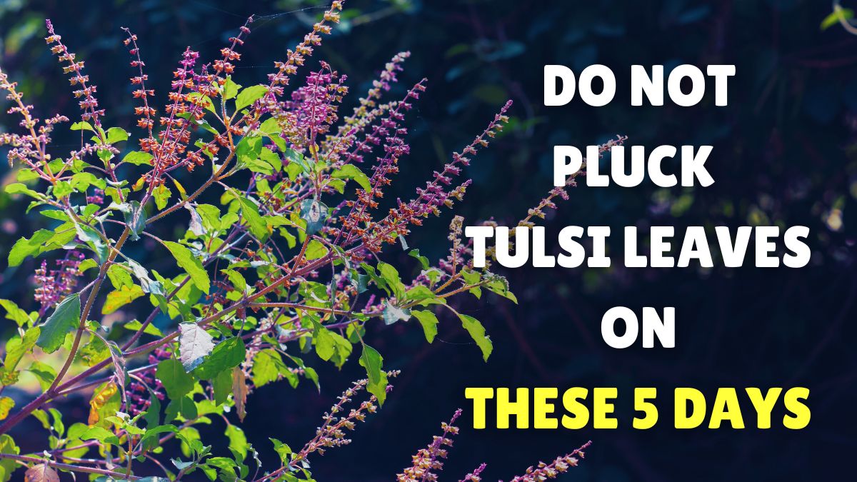 Plucking Tulsi Leaves On THESE 5 Days Might Bring Bad Luck; Know When ...