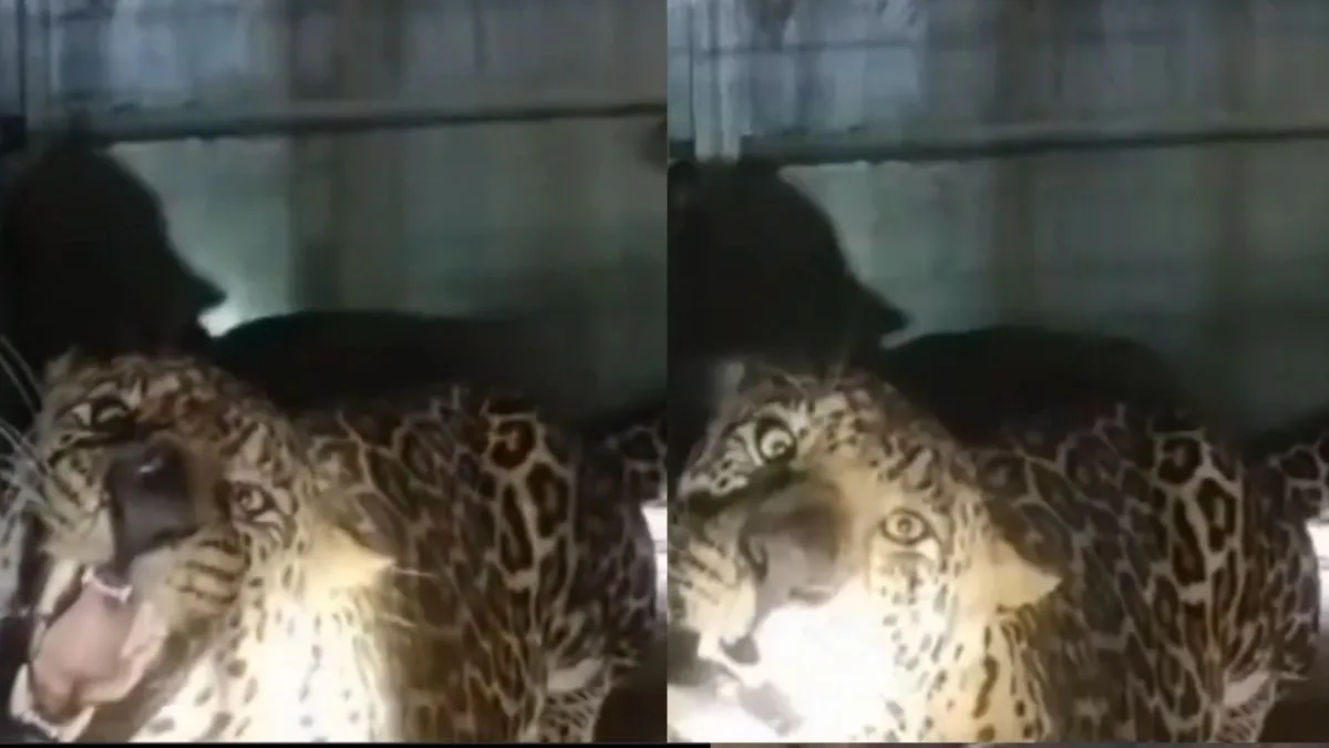 Bengaluru: Leopard Caught Near Anekal Amid Rising Big Cat Activity In ...