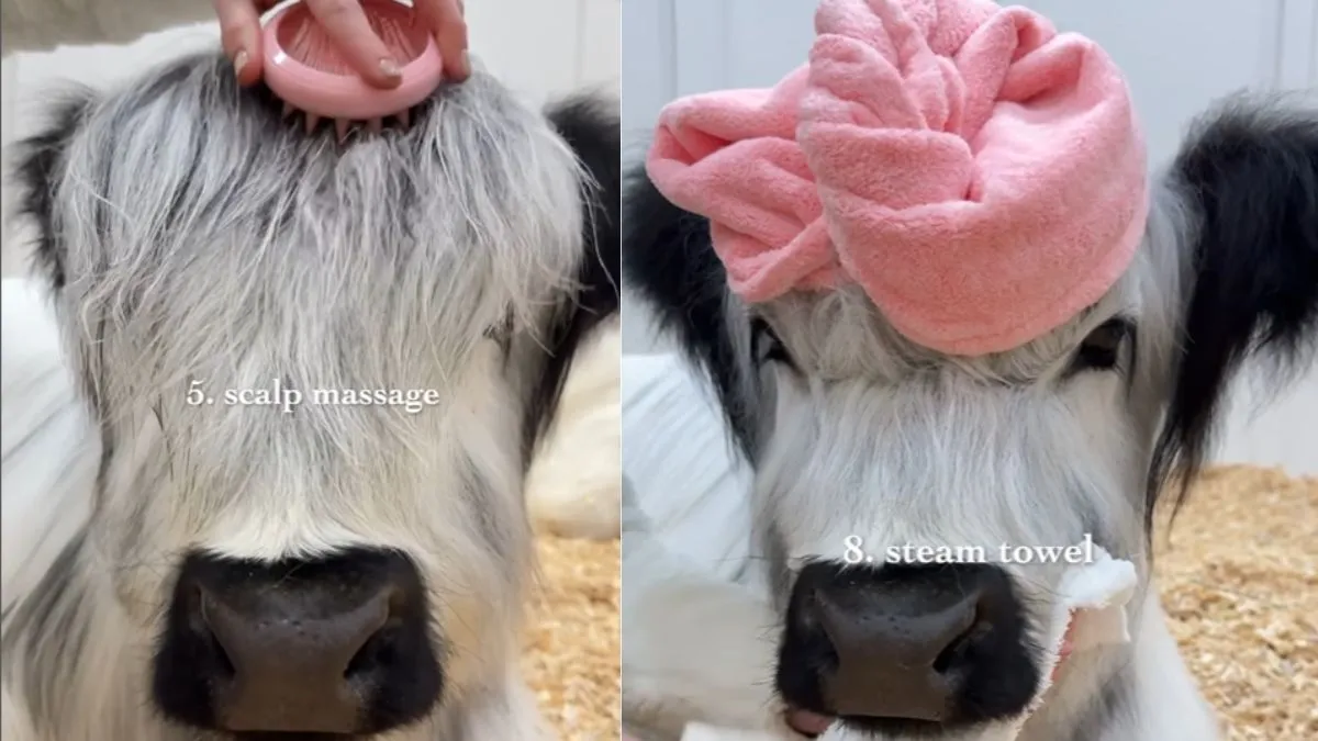 Millie’s Moo-tastic 10-Step Hair Care Routine Will Leave You Amazed ...