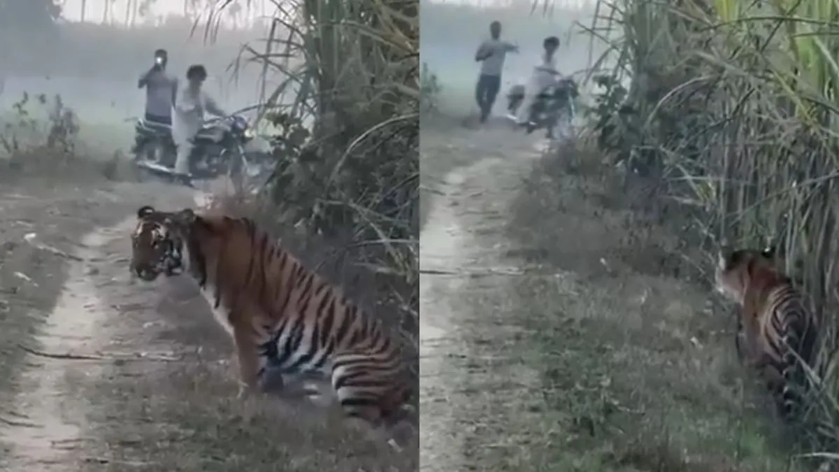 Farmer's Hair-Raising Encounter With Tiger In Pilibhit Captures ...