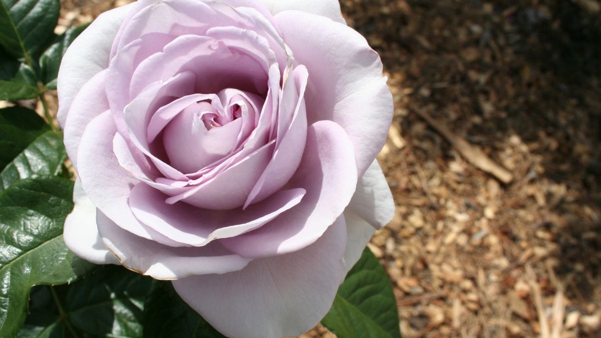 Rose Day 2025: Top 10 Colours Of Rose Flowers And What They Represent