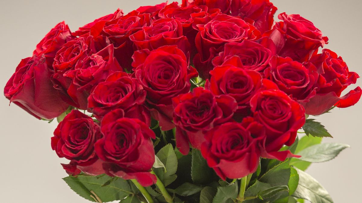 Rose Day 2025: Top 10 Colours Of Rose Flowers And What They Represent