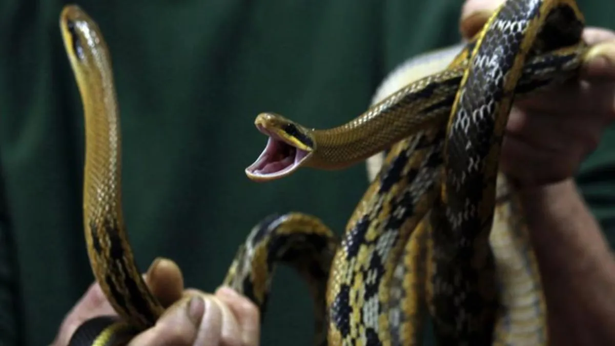 Would You Try Snake Meat? This $7 Soup Packs Protein, Low Fat, And A ...