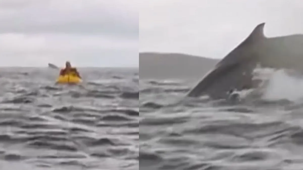 Humpback Whale Accidentally Swallows Kayaker Then Spits Him Out; Viral ...