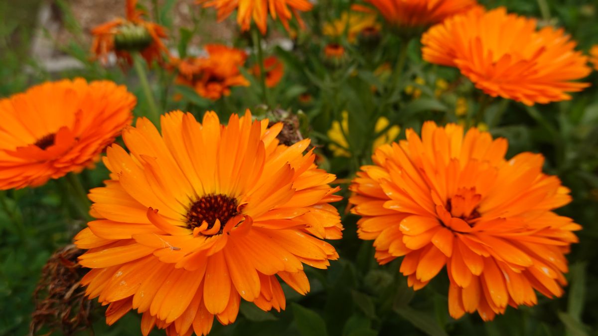 Top 10 Spring Season Flowers In India For Blooming Yard: Bougainvillea ...