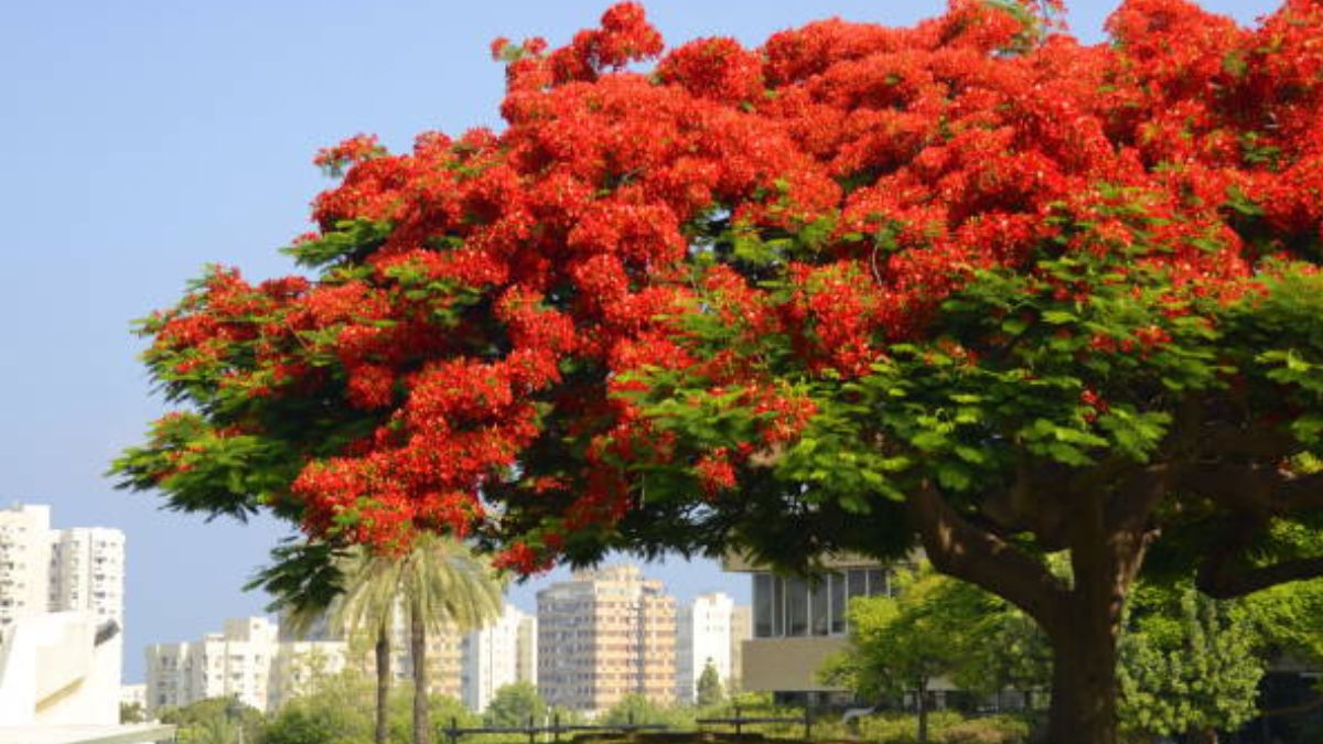Top 10 Spring Season Flowers In India For Blooming Yard: Bougainvillea ...