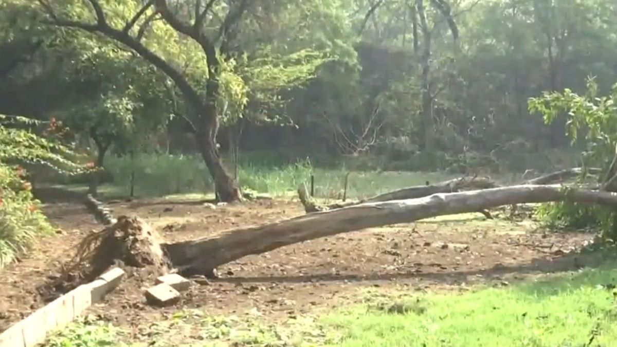 Earthquake In Delhi NCR: Massive Tremors Uproot 25-Year-Old Tree In ...