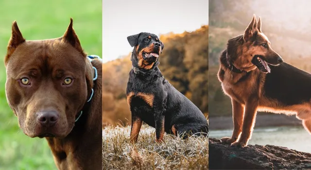 List Of Top 10 Most Dangerous Dogs In The World: Pit Bulls, German ...