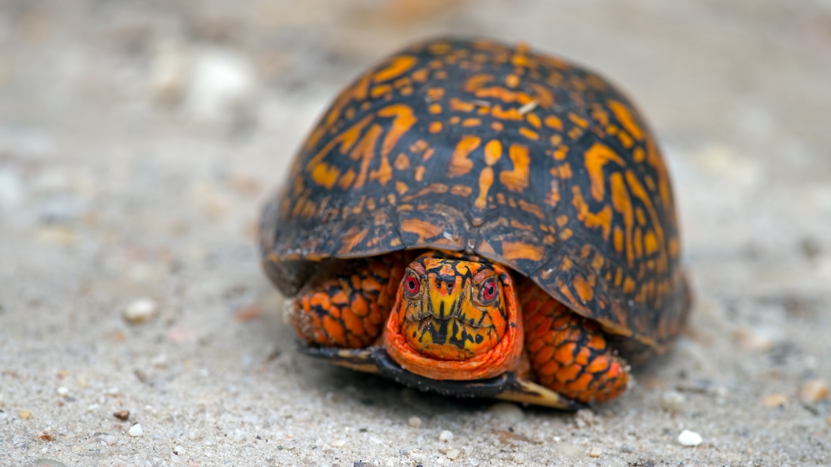 Top 10 Animals Who Live Longer Than Humans: Elephant, Blue Whale, Box ...