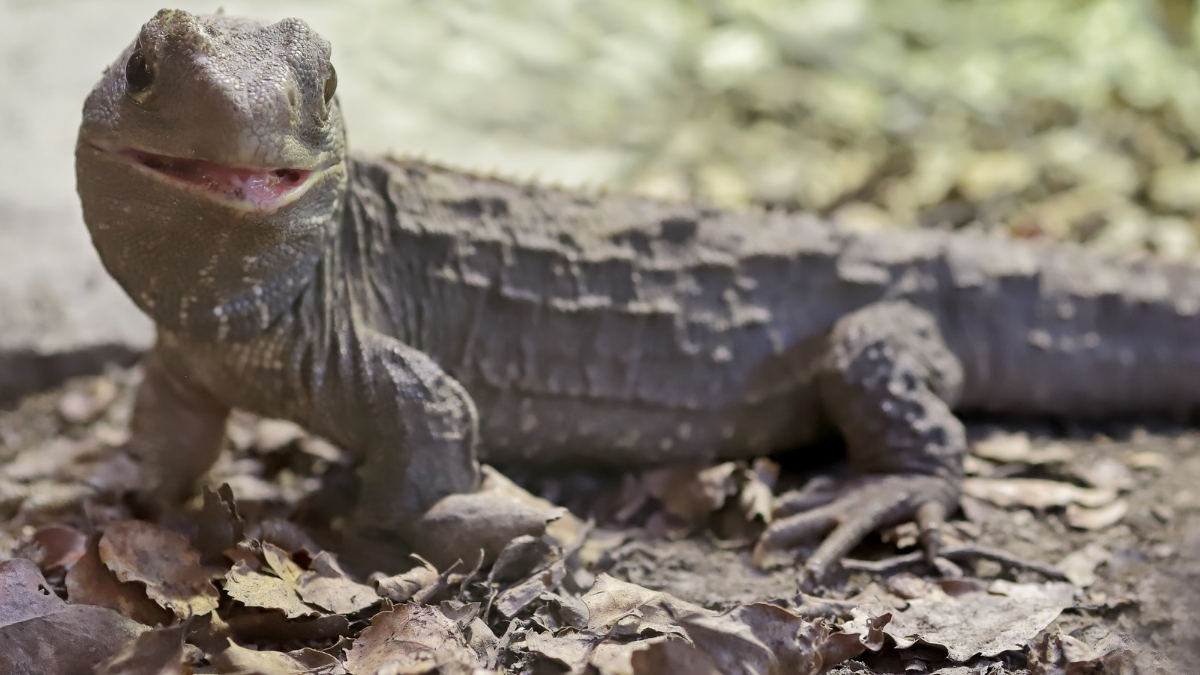 Top 10 Animals Who Live Longer Than Humans: Elephant, Blue Whale, Box ...