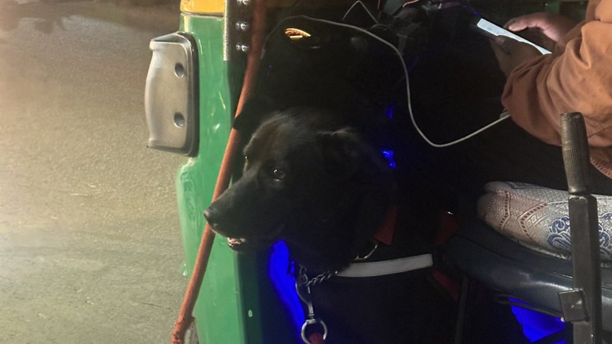 Bengaluru Auto Driver’s Pet Dog Becomes His Ride Buddy; Wholesome ...