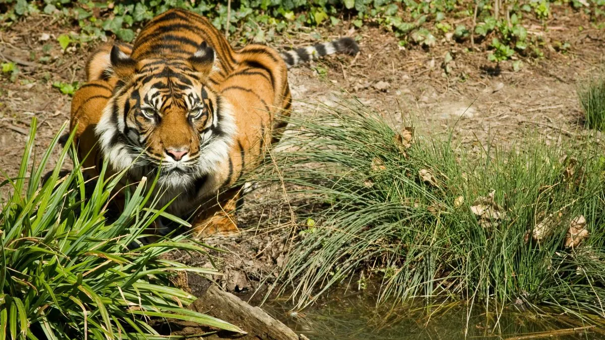 UP: Tiger Attacks Woman In Lakhimpur Kheri, Her Husband Fights Back ...