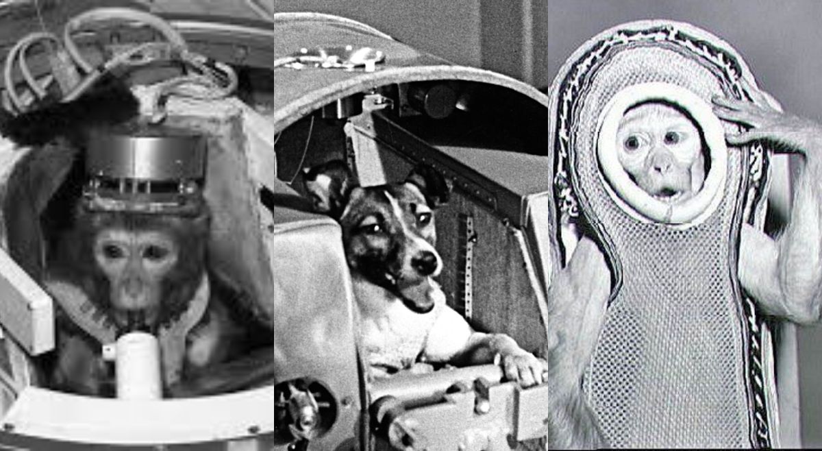 List Of 10 Animals That Have Been To Space: Monkeys, Dogs, Frogs And More