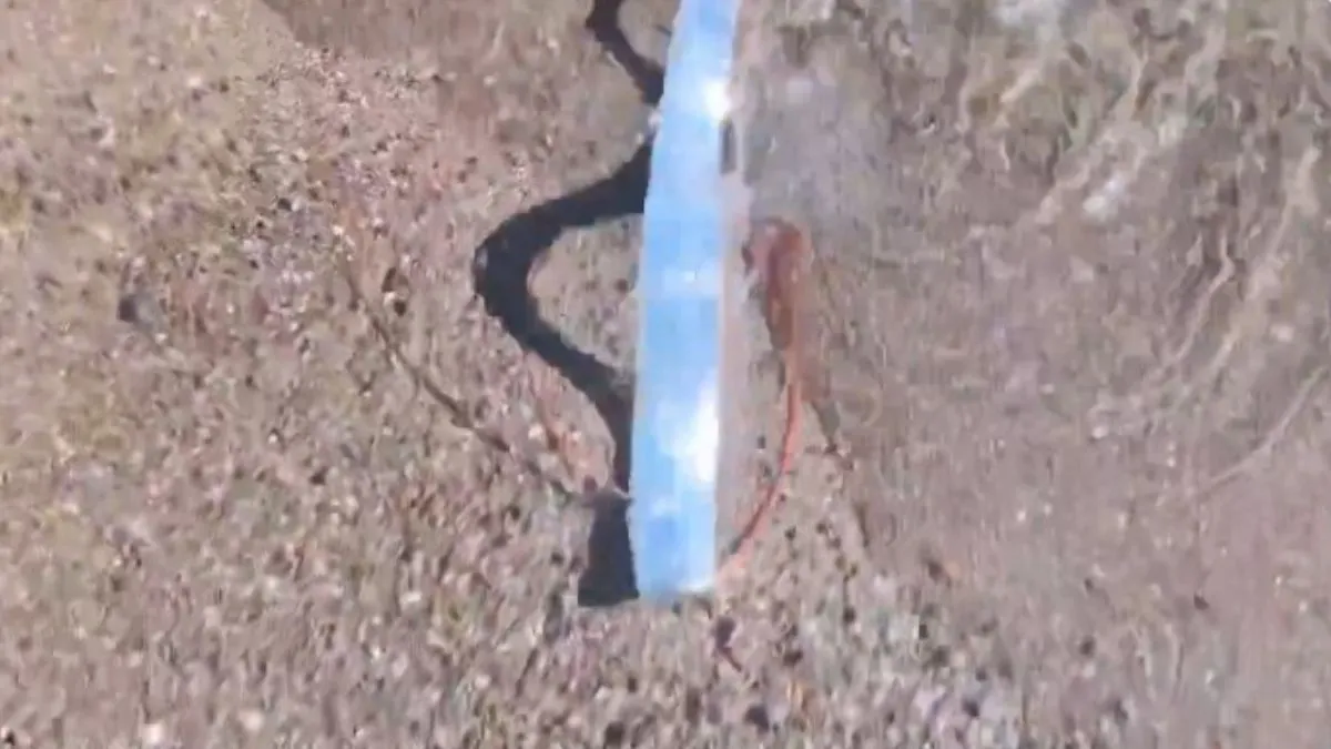 Is Earth In Danger? ‘Doomsday Fish’ Sighting In Canary Islands Sparks ...