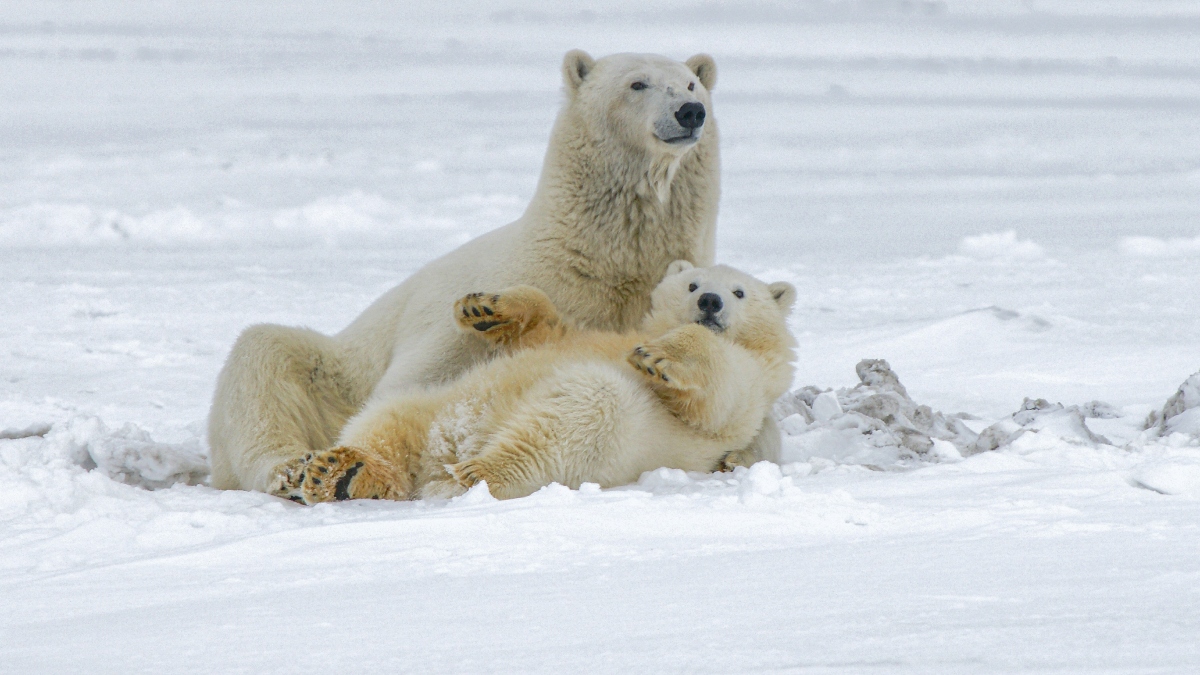 International Polar Bear Day 2025: 5 Unknown Facts That You Would Love ...