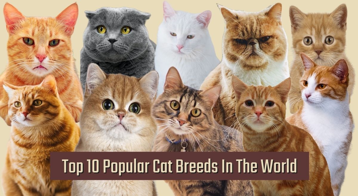 10 Most Popular Cat 10 Most Popular Cat Breeds In The U.S.