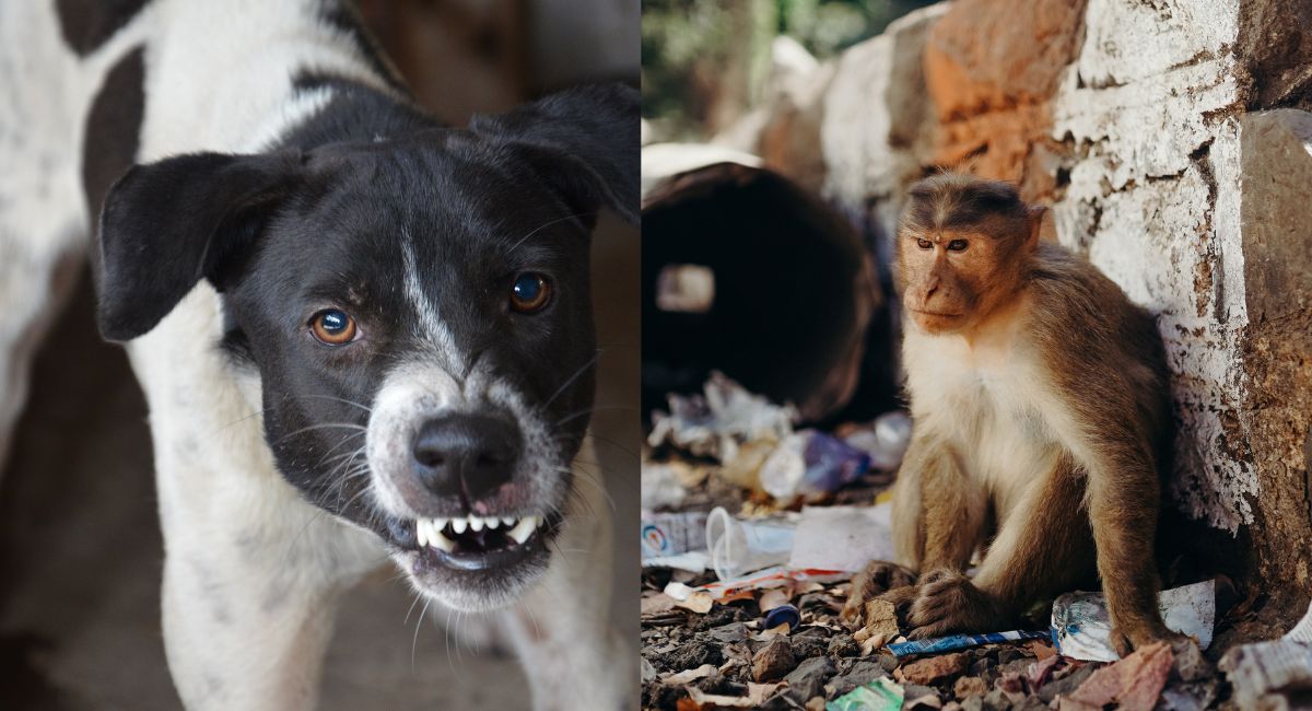 Meerut Faces Stray Animal Menace As 95,000 Dogs, 30,000 Monkeys Roam ...