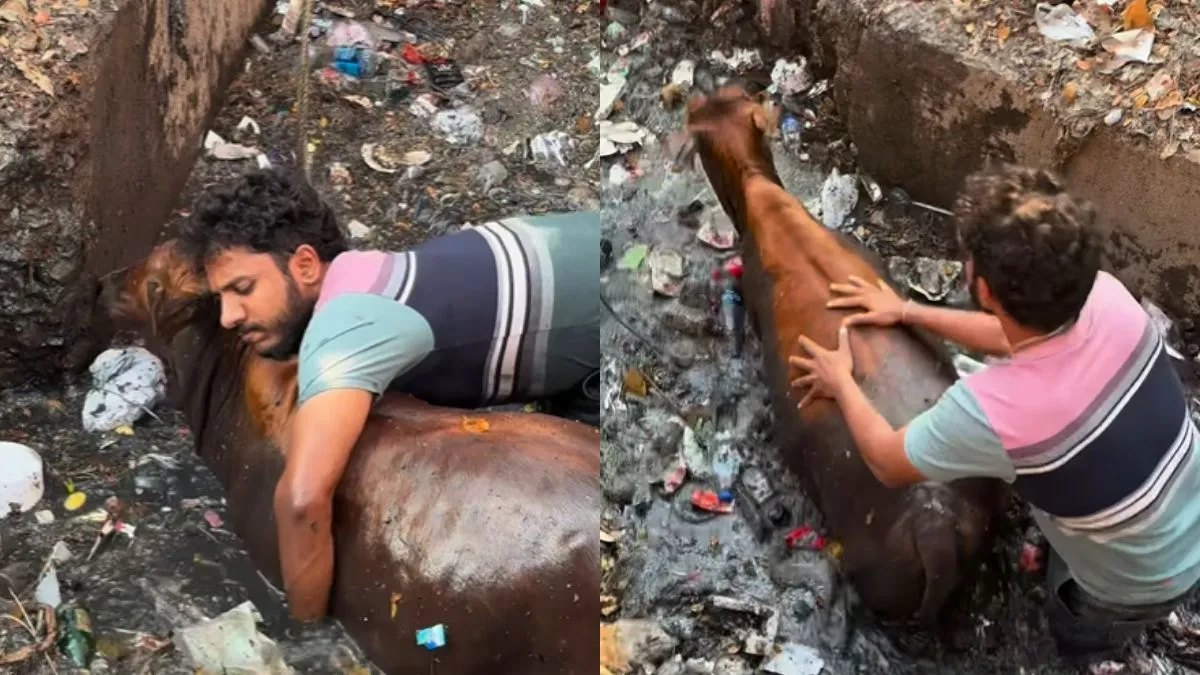 Man’s Daring Act To Save Cow From Filthy Drain Wins Hearts; Netizens ...