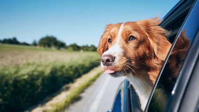 Uber Pet To Expand Services In Mumbai, Delhi Soon: Easy On-Demand Travel For Pets And Their Owners