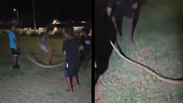 'That’s The Most Australian Thing’: Video Of Kids Using Dead Python ...
