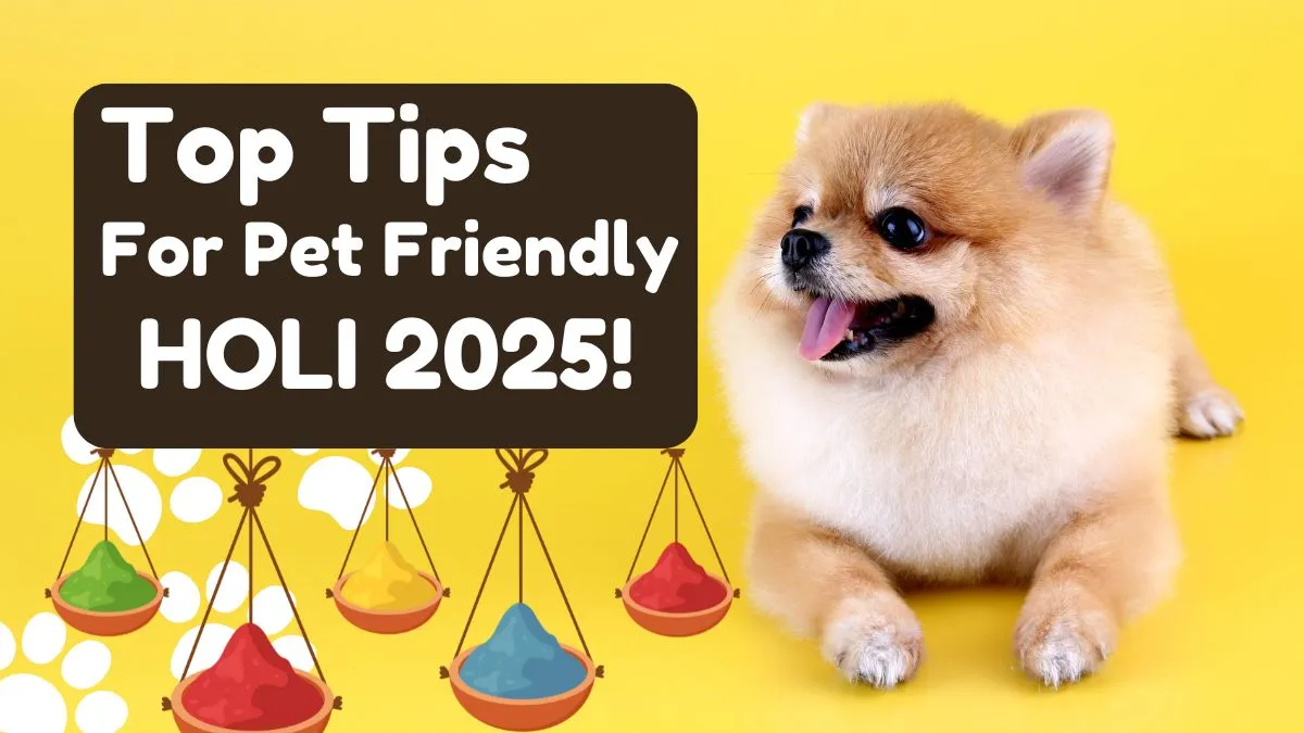 Pet Friendly Holi 2025: Tips And Tricks To Celebrate The Festival ...