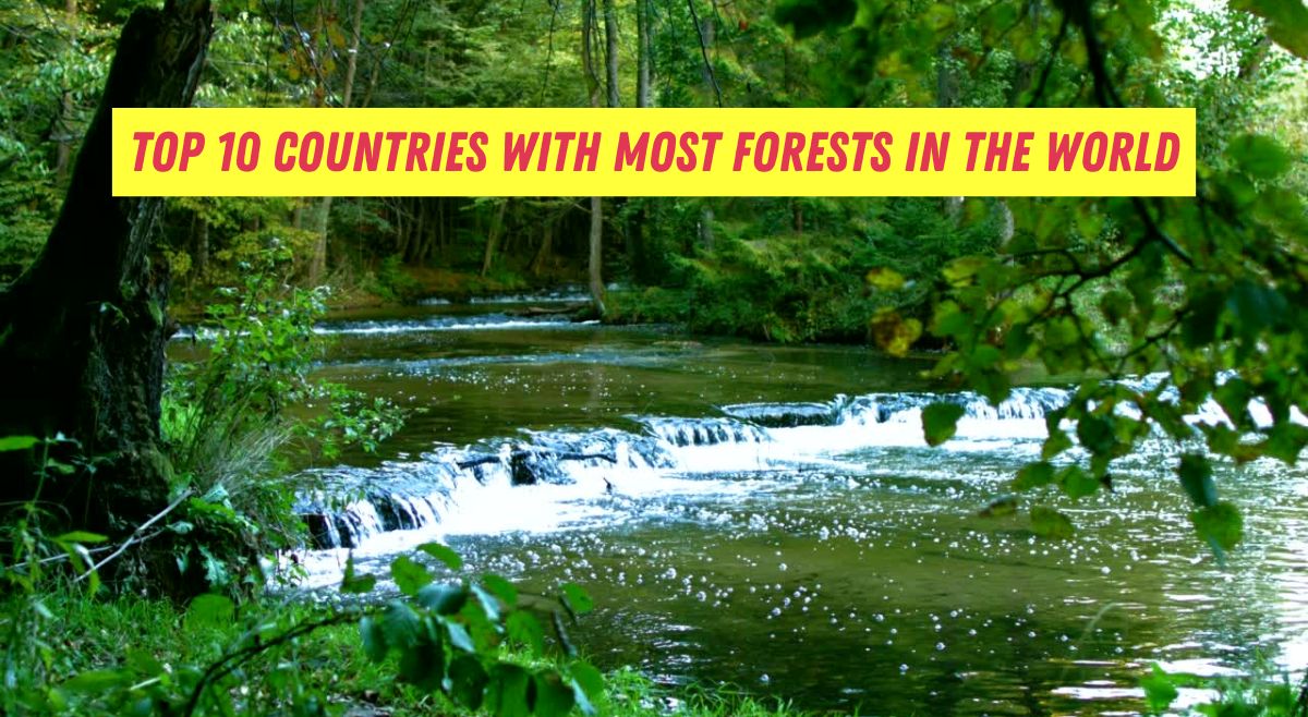 World Forest Day: Top 10 Countries With Most Forests In The World- Know ...
