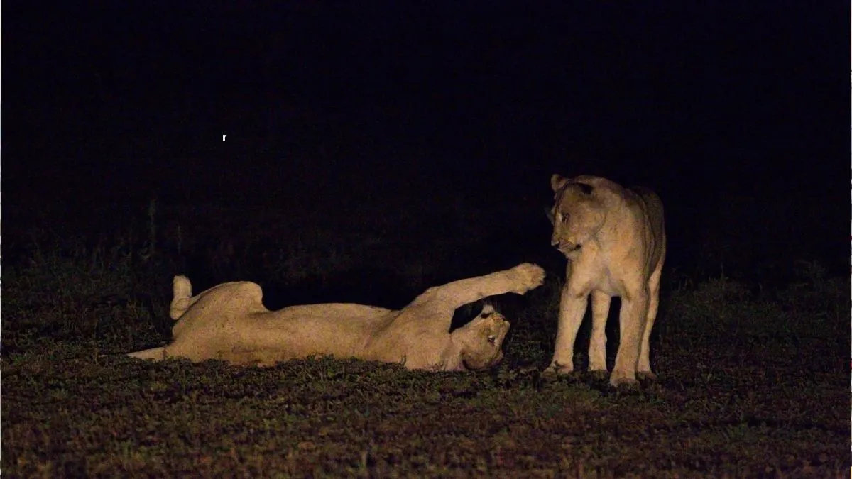 Lucknow Night Safari, Adventure Park Construction Set To Begin From ...