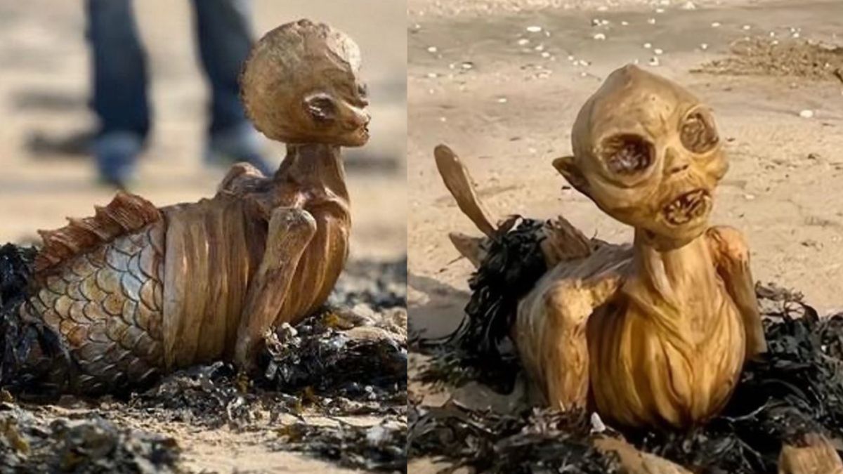 Mysterious Skeletal Creature With Fins Found On UK Beach; Viral Photos ...