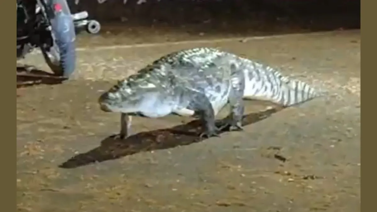 'Degree Chahiye Mereko': Crocodile Roams IIT Bombay Campus, Viral Video ...