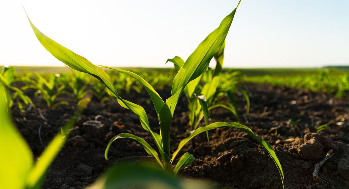 Bihar: Agriculture Department Promotes Sustainable And Profitable ...