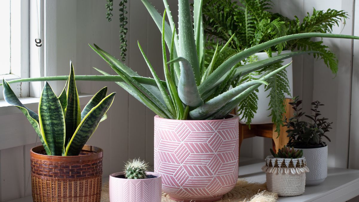 5 Indoor Plants At Home To Beat The Summer Heat; Aloe Vera, Peach Lily ...