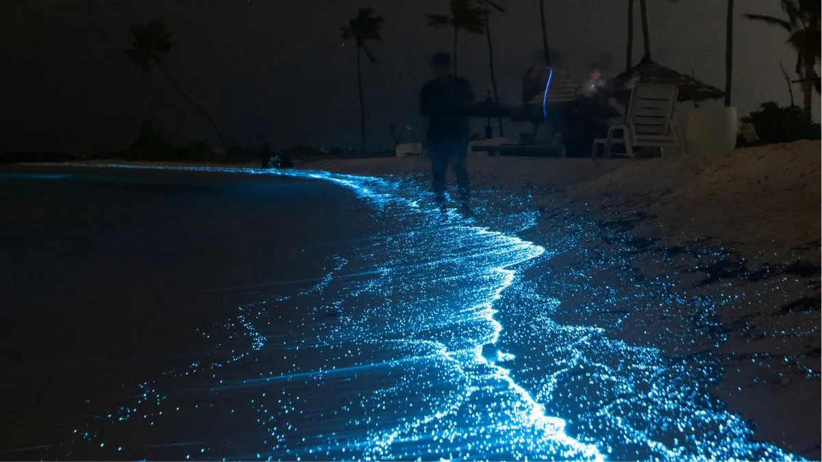 5 Magical Bioluminescent Beaches In India That Light Up The Night; Juhu ...