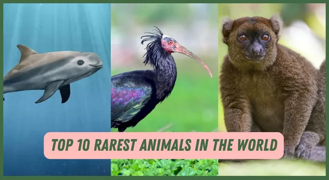 List Of Top 10 Rarest Of Rare Animals Found In The World
