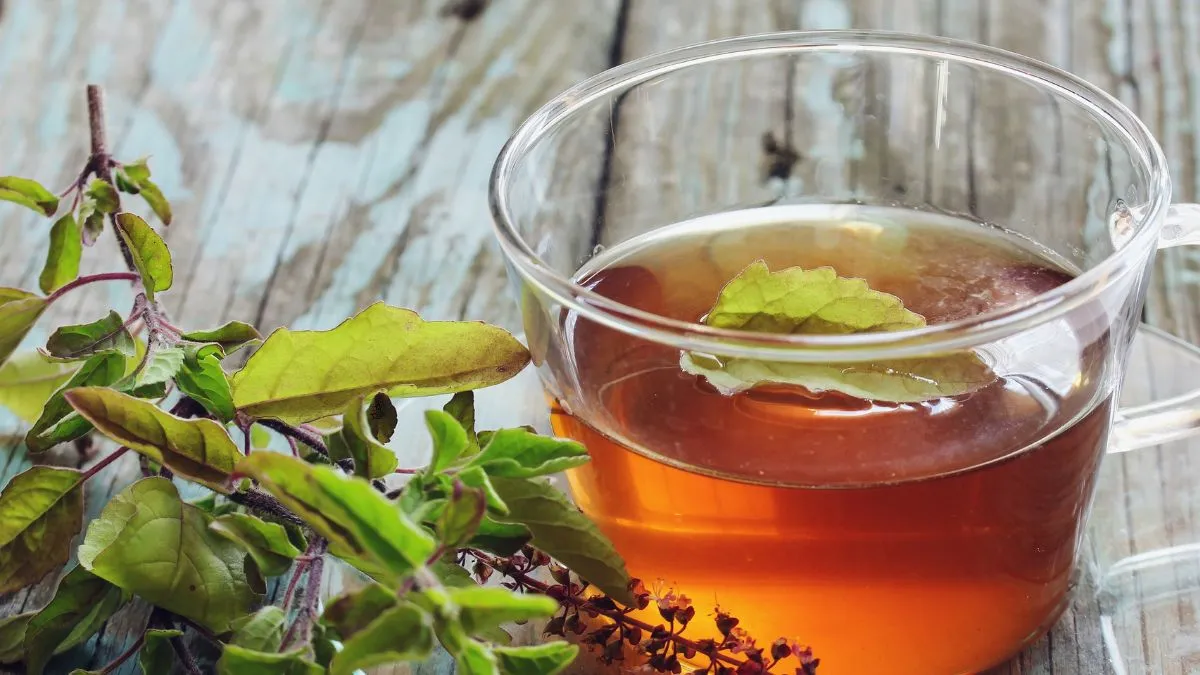 Tulsi Water Health Benefits: 4 Reasons To Drink One Glass Of Holy Basil ...