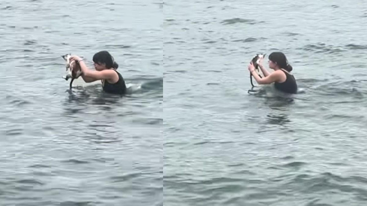 Brave Woman Jumps Into Water To Rescue Drowning Kitten In Viral Video ...