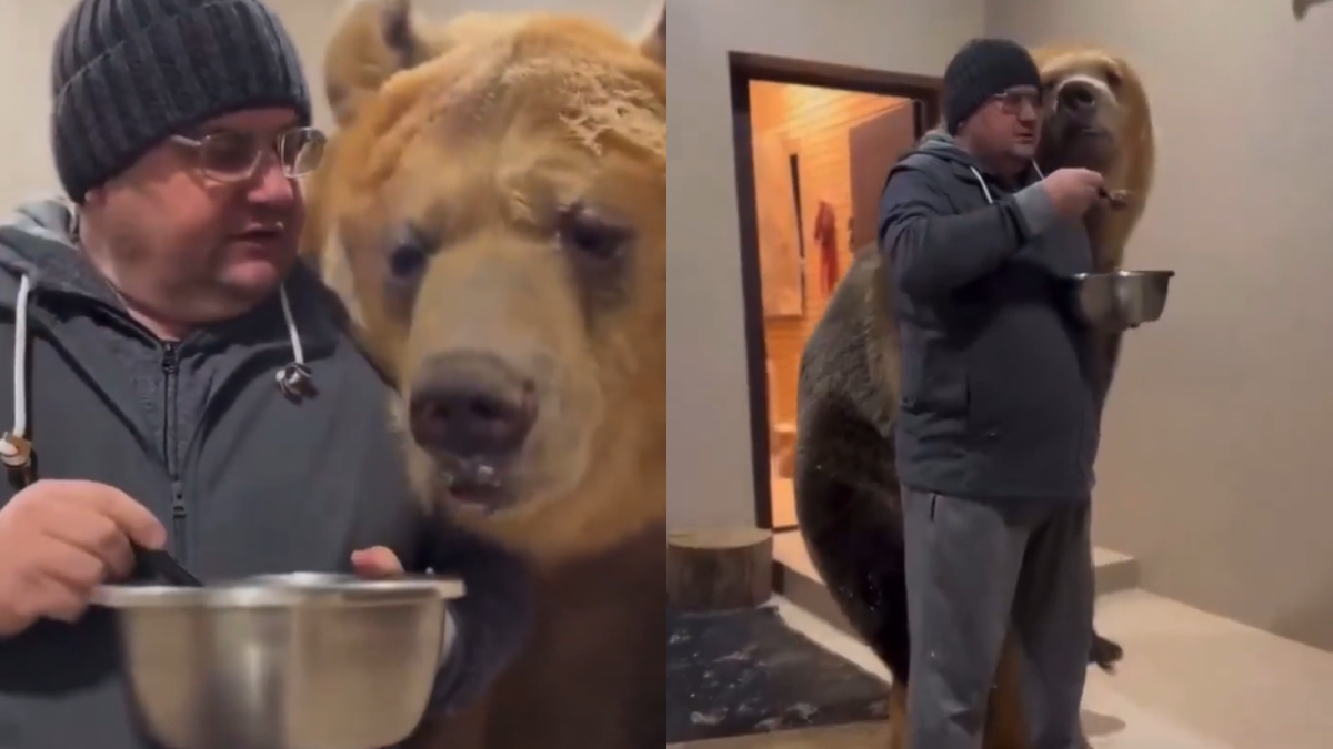 'Can We Pet That Dawg?’: Video Of Man Feeding Massive Bear With Spoon ...
