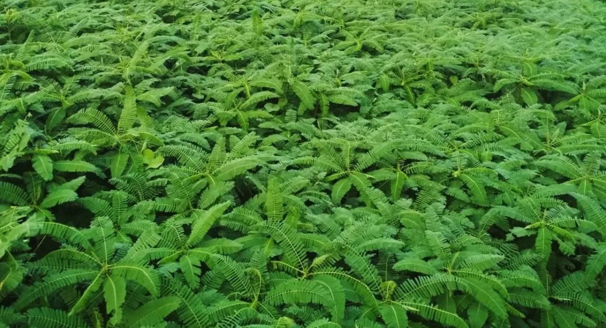 UP News: Sitapur Agriculture Department To Distribute 300 Quintals Of ...