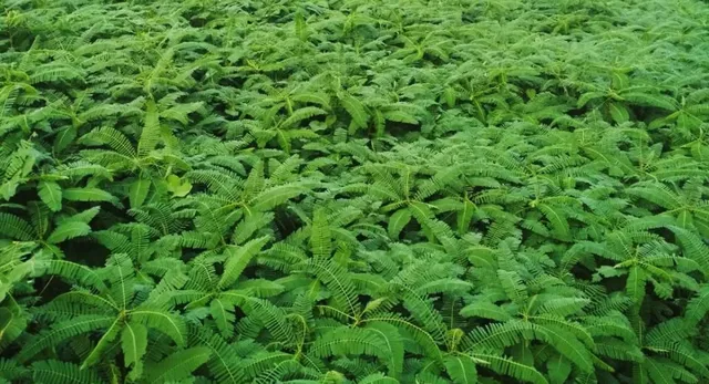 UP News: Sitapur Agriculture Department To Distribute 300 Quintals Of ...