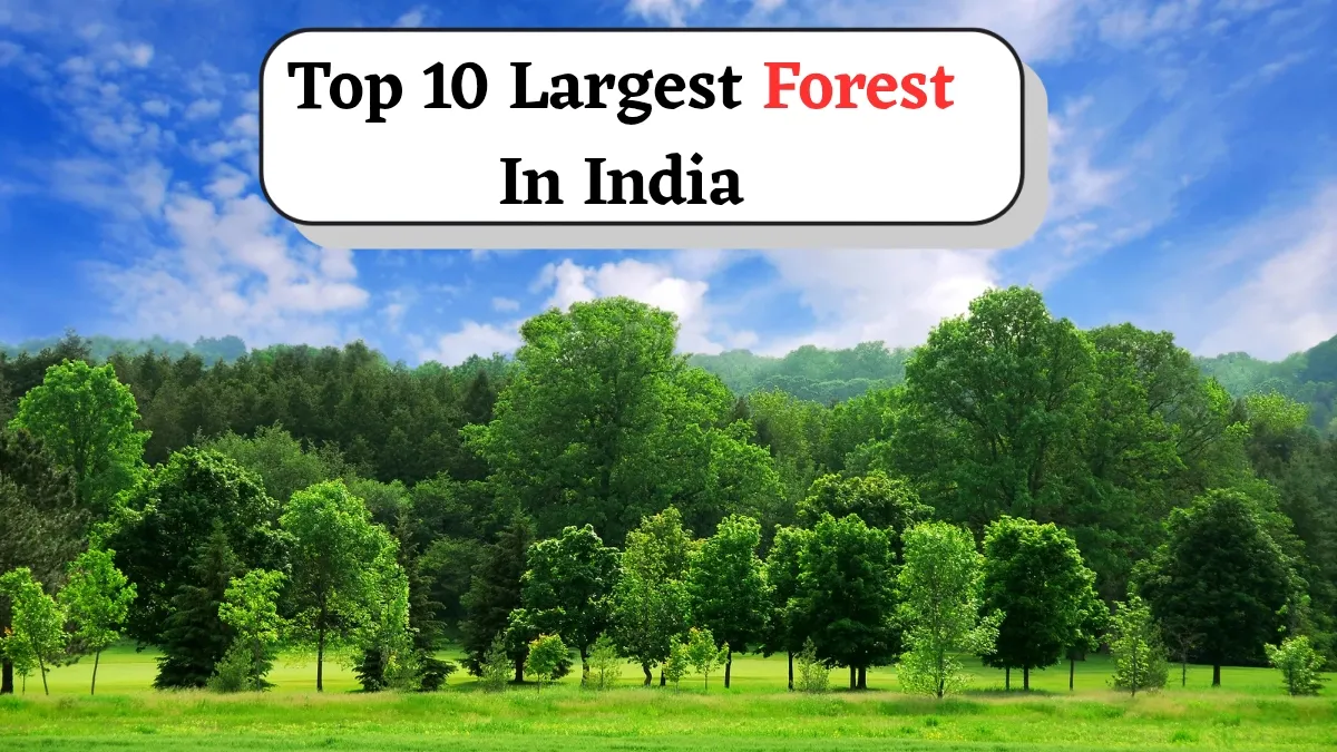 Top 10 Largest Forests In India Full Of Exotic Wildlife And Birds ...