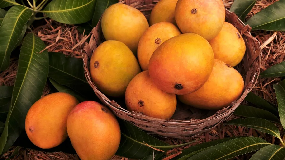 Real vs Fake Alphonso Mangoes: 6 Ways To Identify Authentic Mangoes ...