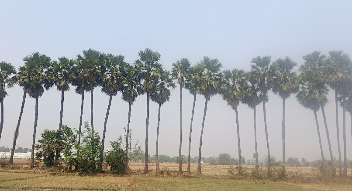 CM Neera Samvardhan Yojana: Bihar Govt To Map Palm Trees, Train Tappers ...