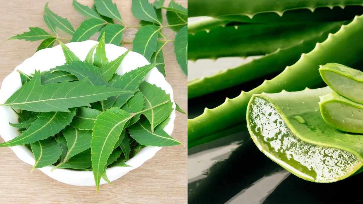 Neem vs Aloe Vera: Which Natural Ingredient Is Best For Skincare This ...