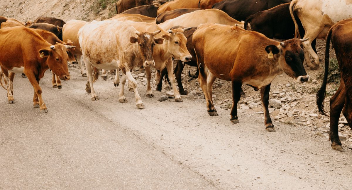 UP Animal Husbandry Dept To Launch Month-Long Campaign To Prevent ...