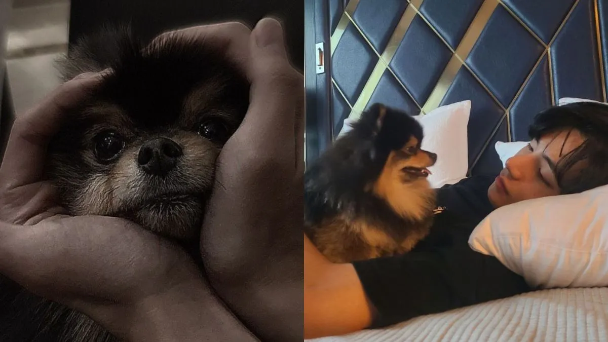 BTS V Aka Kim Taehyung's Late Dog Yeontan Crowned Most Beloved ...