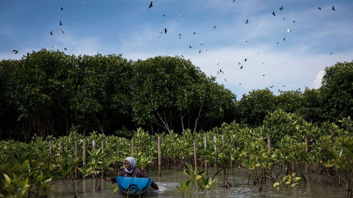 Battling The Tide: How One Woman Is Using Mangroves To Resist Indonesia ...