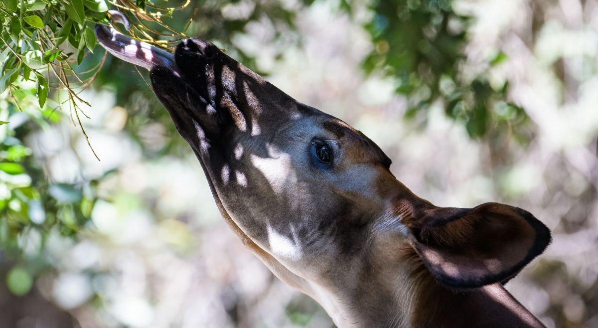 List Of 10 Animals That Have The Longest Tongue