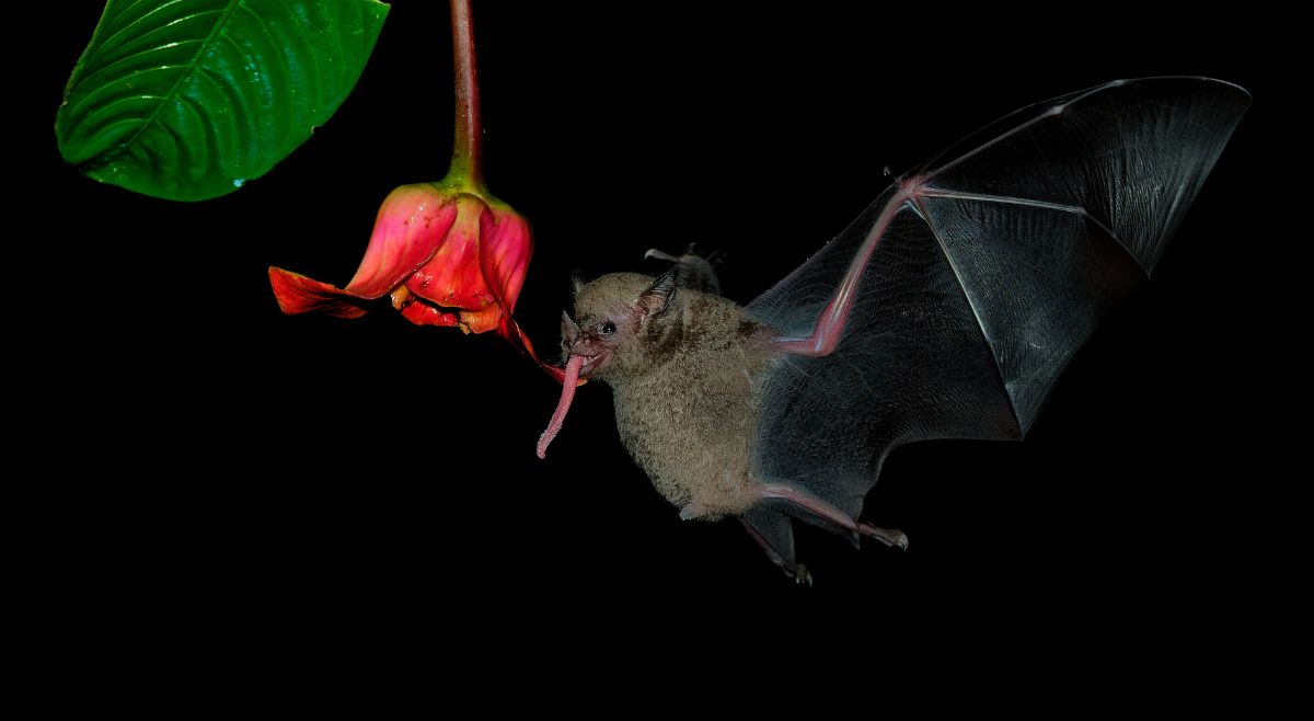 List Of 10 Animals That Have The Longest Tongue